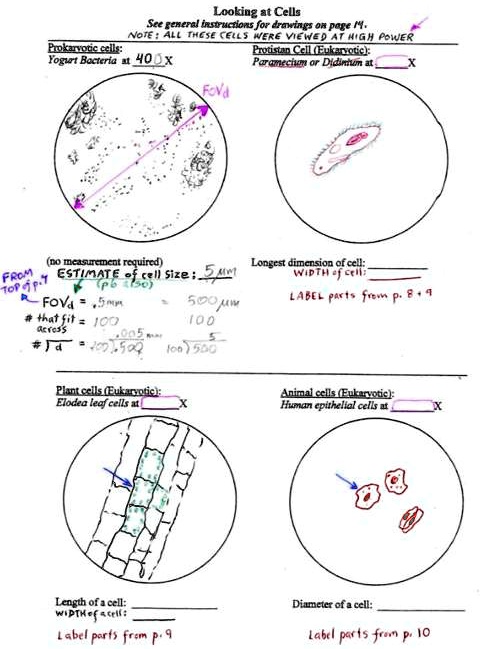 Human Epithelial Cells With Labels