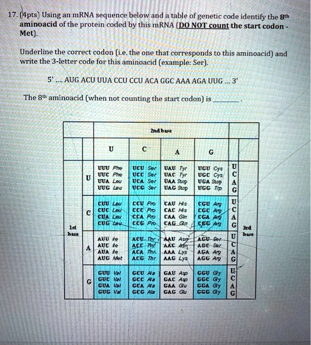 SOLVED: 17. (#pts} Using an mRNA sequence below and table of genetic ...