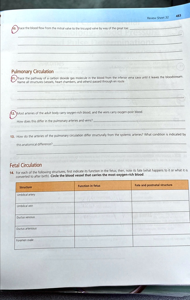 Review Sheet 32 483 10. Trace the blood flow from the mitral valve to ...