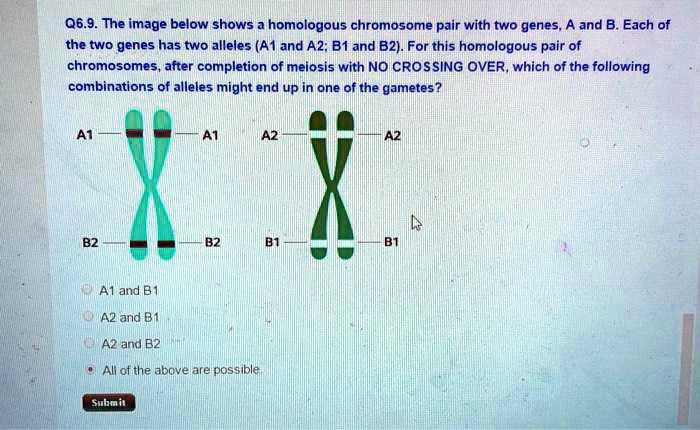 069 the image below shows homologous chromosome pair with two genes a ...