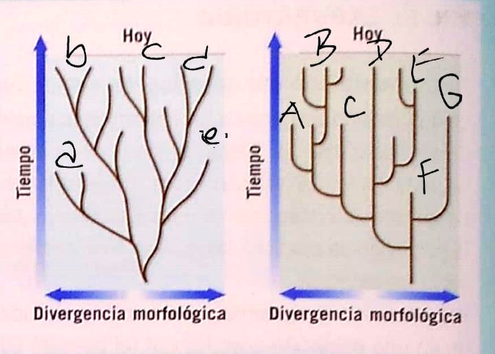 SOLVED: Observando los árboles filogenéticos responde: a) ¿Cuál de ...