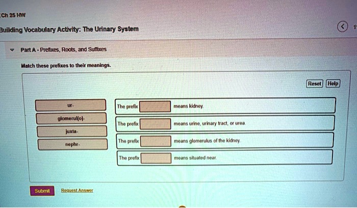 SOLVED: Chapter 25 HW Building Vocabulary Activity: The Urinary System ...