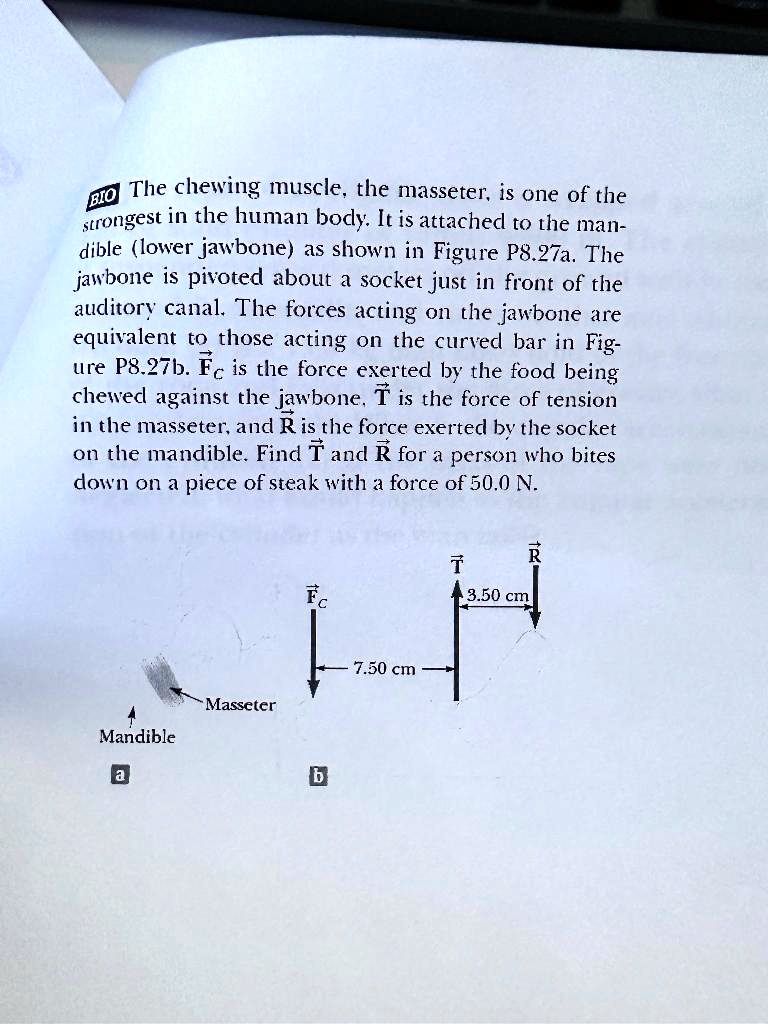 The chewing muscle, the masseter, is one of the strongest in the human ...