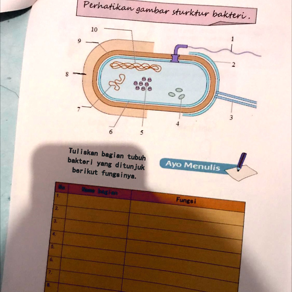 SOLVED: Perhatikan gambar berikut! Tulidkan bagian tubuh bakteri yang ... SOLVED: Perhatikan gambar berikut! Tulidkan bagian tubuh bakteri yang ...