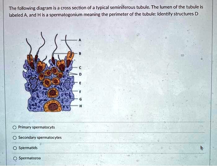 The following diagram is a cross section of a typical seminiferous ...