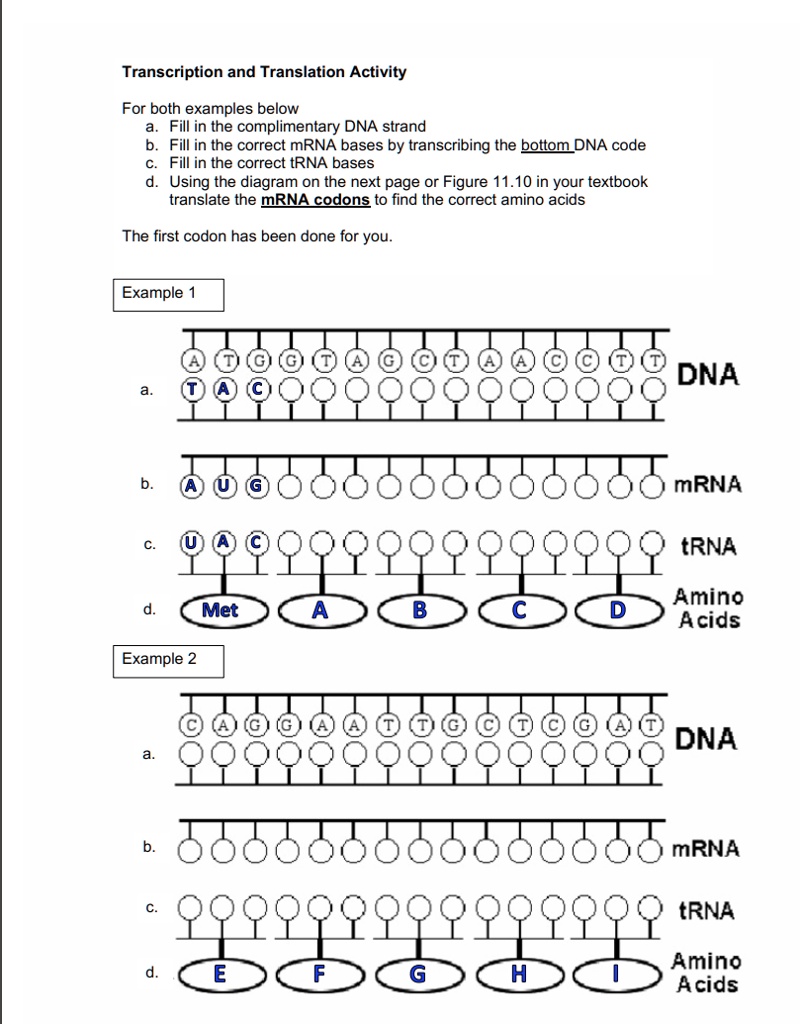 SOLVED: Transcription and Translation Activity For both examples below ...