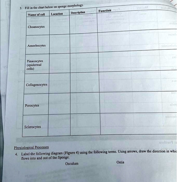 Texts: 3. Fill in the chart below on sponge morphology. Location Description Name of cell ...