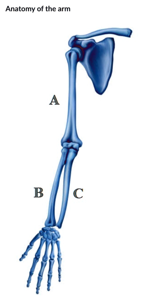 Bone A is to bones B and C. answer choices: ["posterior", "anterior ...