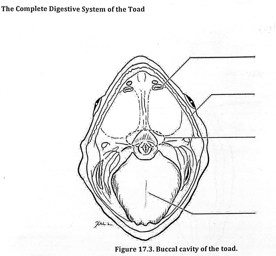 label the parts of the buccal cavity of the toad using the list of ...