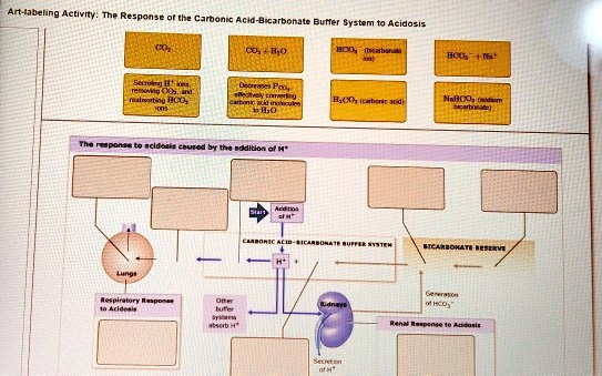 Art-labeling Activity: The Response of the Carbonic Acid-Bicarbonate ...