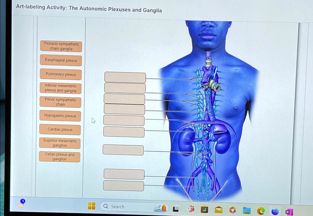 Art Labeling Activity The Autonomic Plexuses And Ganglia Art Labeling Activity The Autonomic
