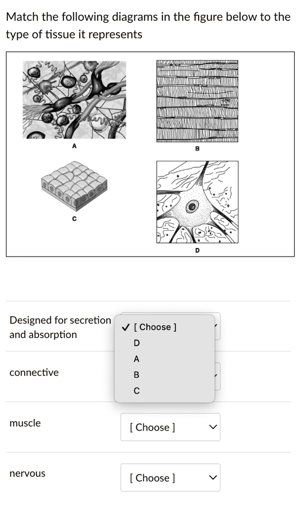 Match the following diagrams in the figure below to the type of tissue ...