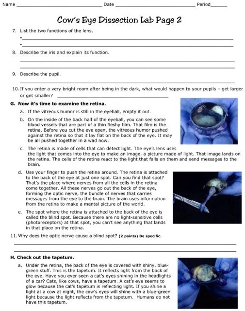 Cow Eye Dissection Lab Procedure
