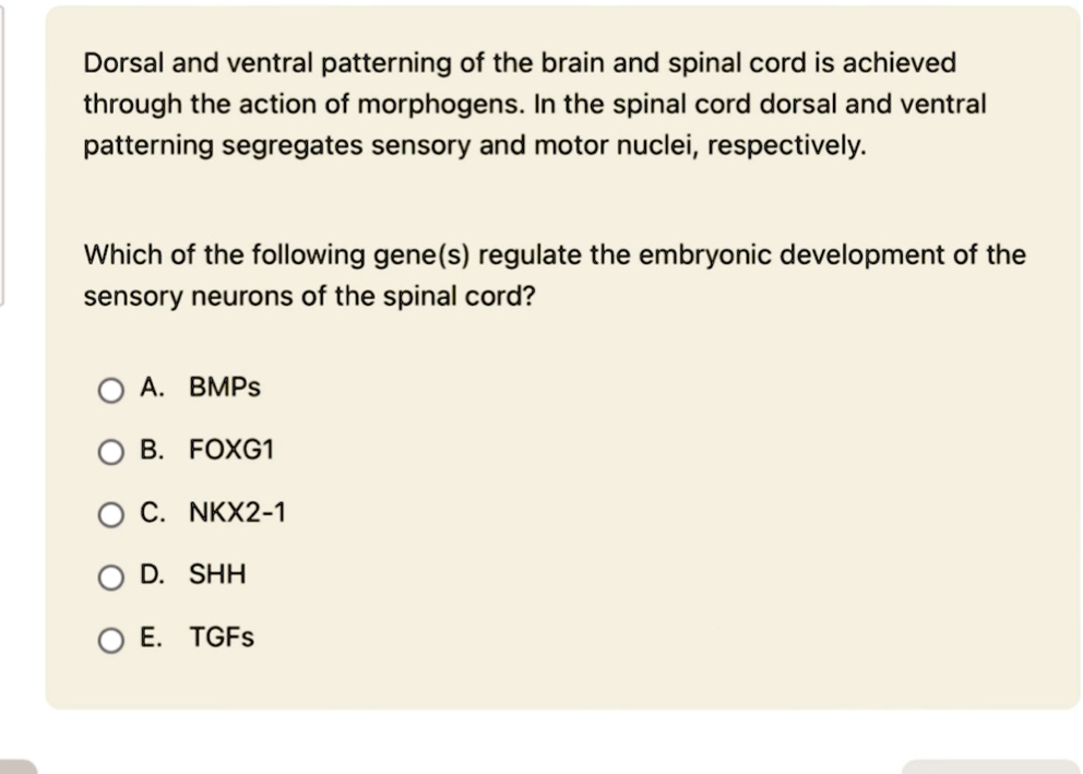 Dorsal and ventral patterning of the brain and spinal cord is achieved ...