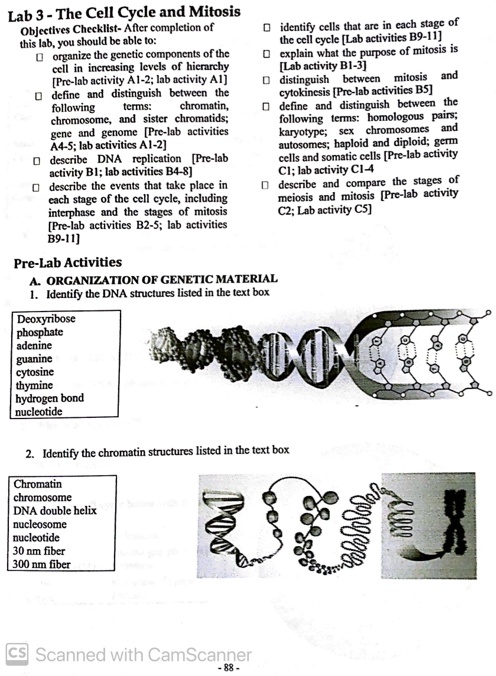 lab 3 the cell cycle and mitosis objectives checklist after completion ...