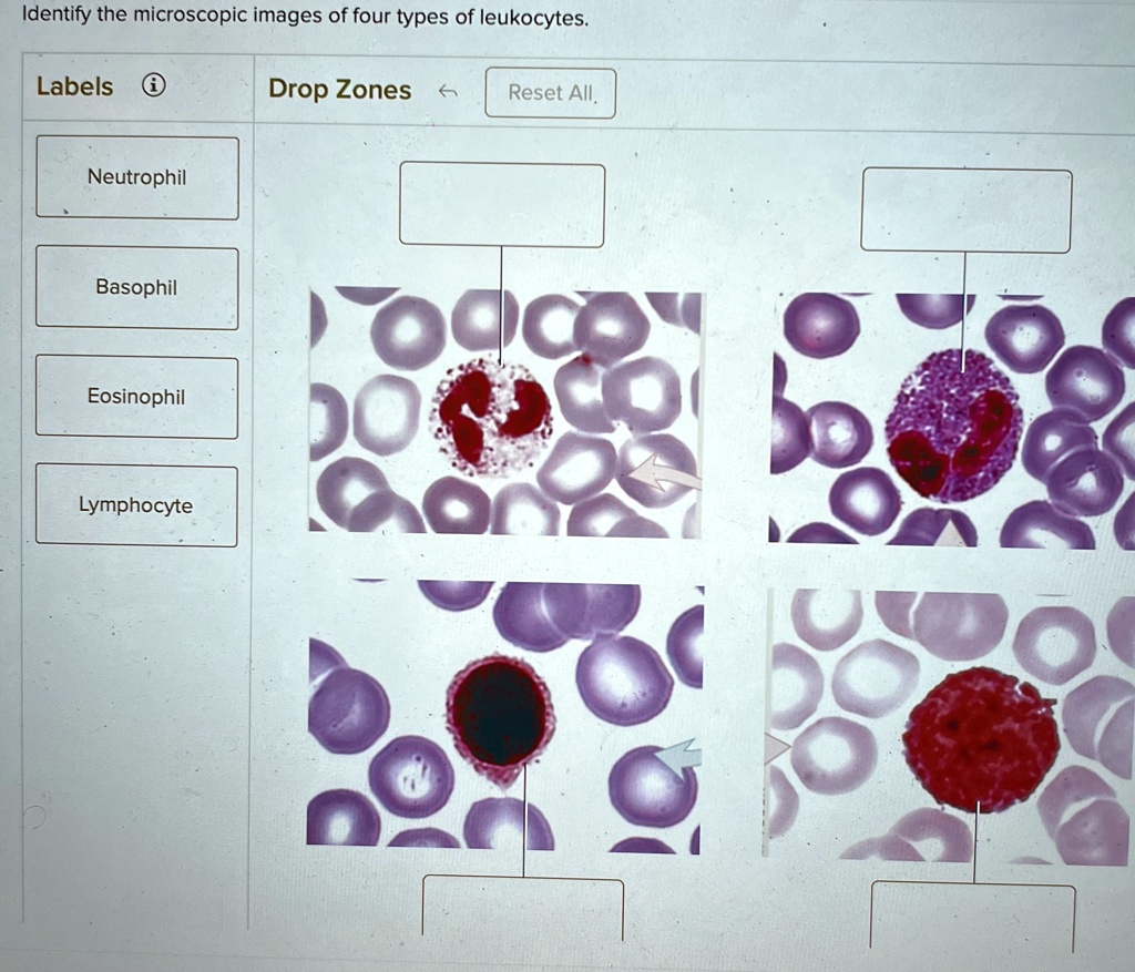 identify the microscopic images of four types of leukocytes labels drop ...