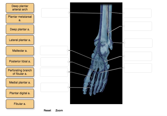 SOLVED: Label the arteries of the plantar surface. Deep plantar ...