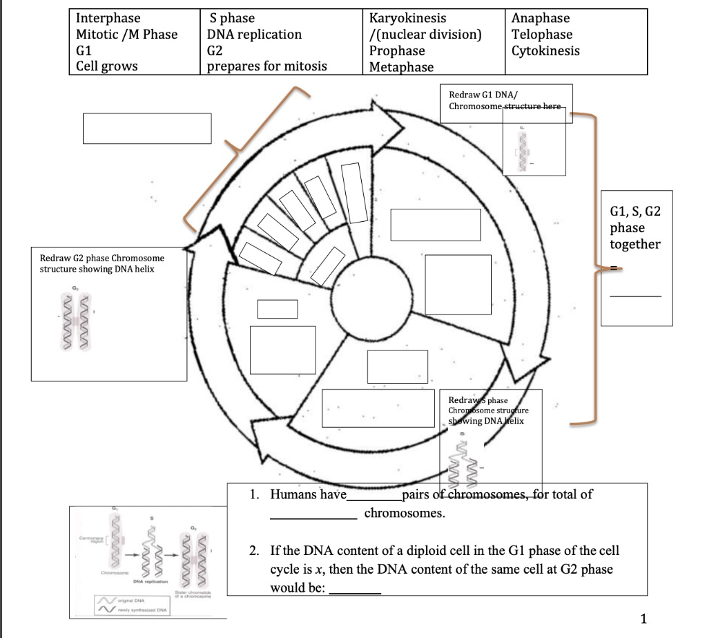 interphase mitotic m phase g1 cell grows s phase dna replication g2 ...