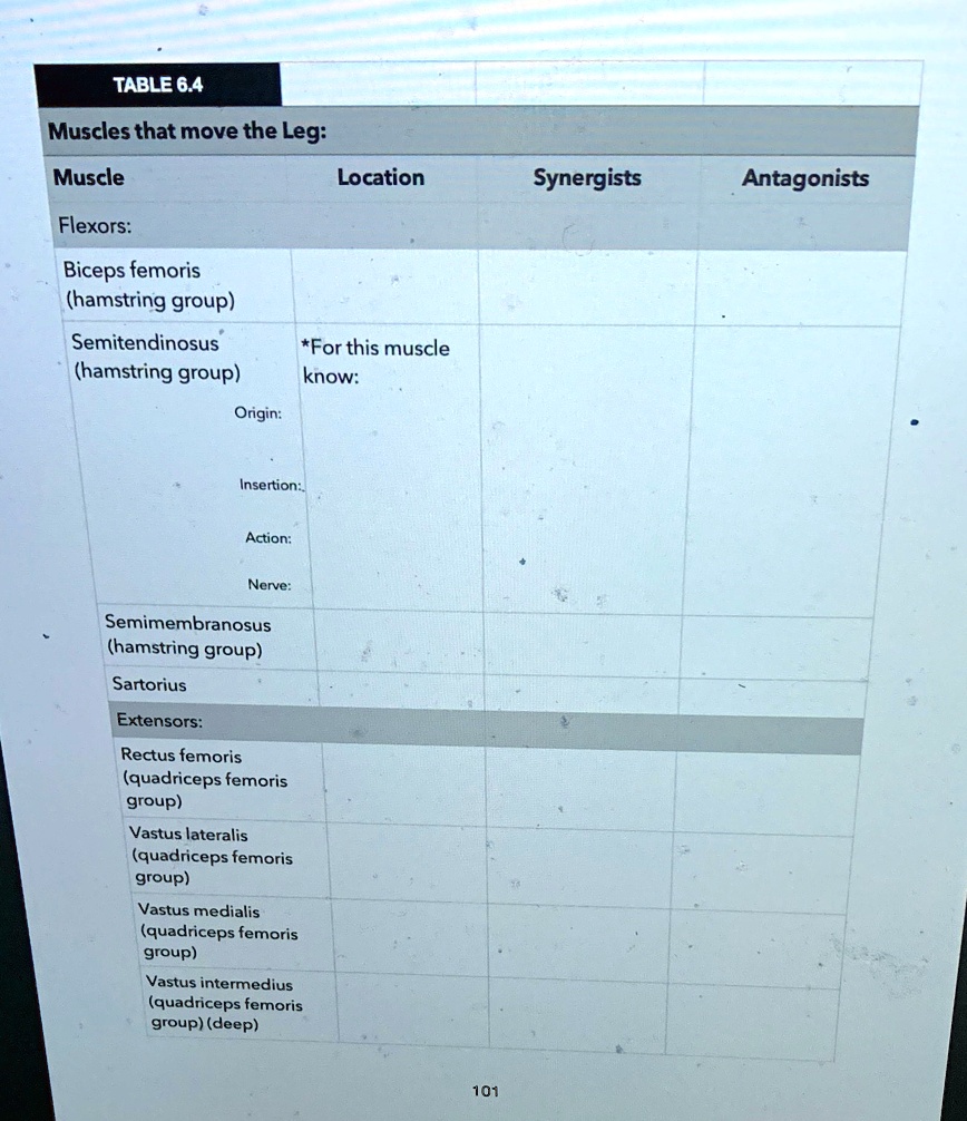 SOLVED: TABLE 6.4 Muscles that move the Leg: Muscle Location Synergists ...