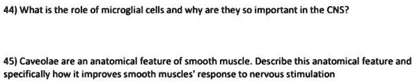SOLVED:44) What is the role of microglial cells and why are they so ...