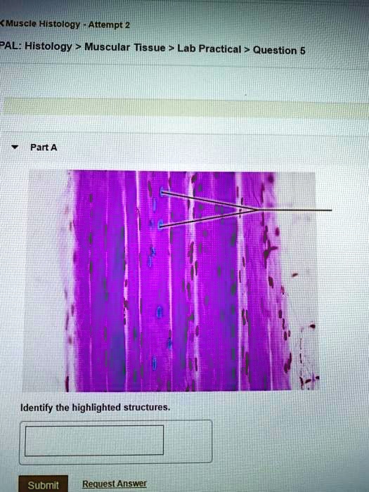 muscle histology attempt pal histology muscular tissue lab practical question 5 pan a identify ...
