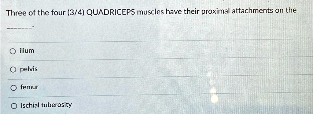 SOLVED: Three of the four (3/4) quadriceps muscles have their proximal ...