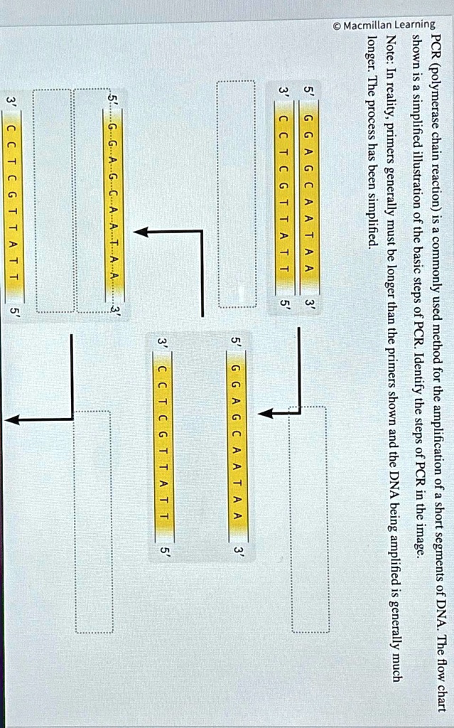 Macmillan Learning PCR (polymerase chain reaction) is a commonly used ...