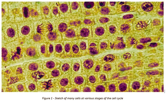 Figure 1 - Sketch of many cells at various stages of the cell cycle