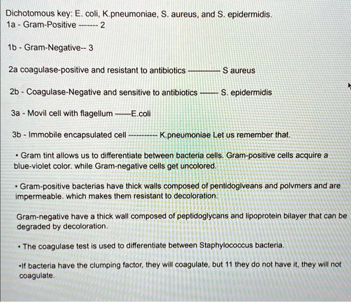 SOLVED: please describe each bacteria in the picture. Dichotomous key ...