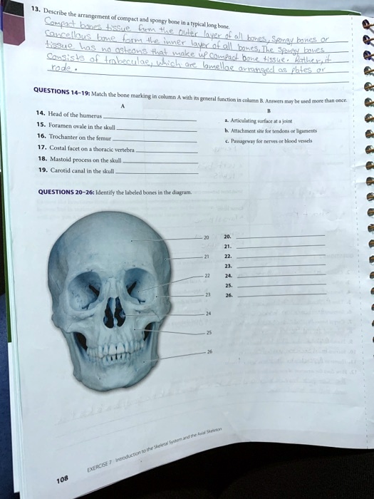 SOLVED: QUESTIONS 1419: Match the bone marking in column A with its ...