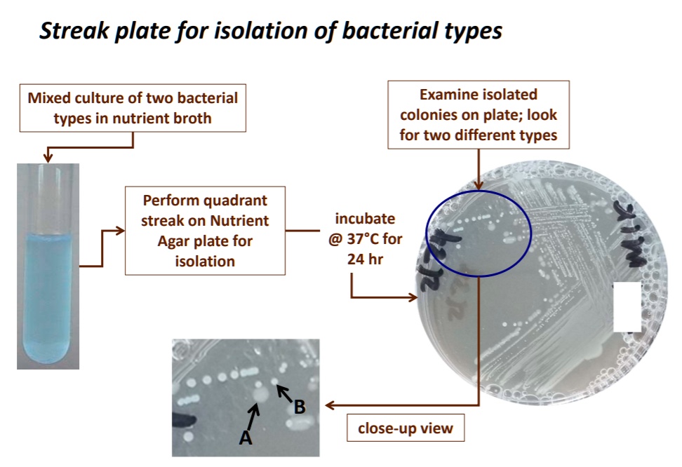Streak plate for isolation of bacterial types Mixed culture of two ...