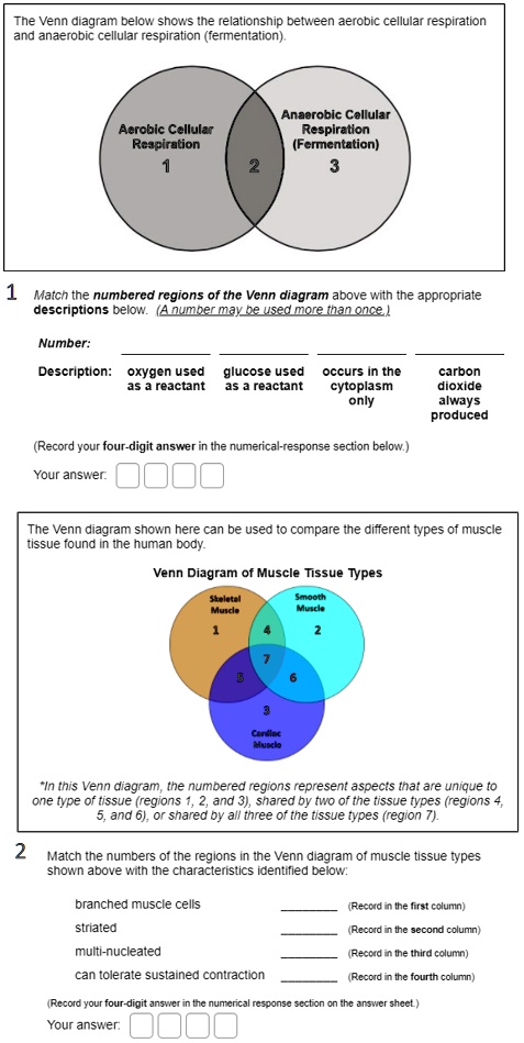 The Venn diagram below shows the relationship between aerobic cellular ...