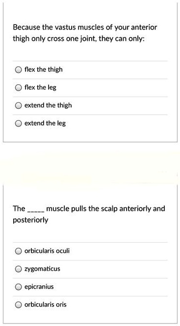 Because the vastus muscles of your anterior thigh only cross one joint ...