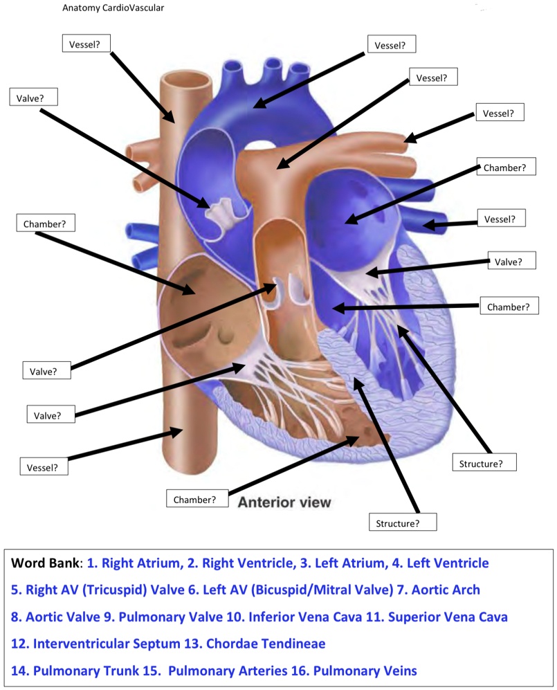 Valve? Anatomy CardioVascular Chamber? Valve? Valve? Vessel? Vessel ...