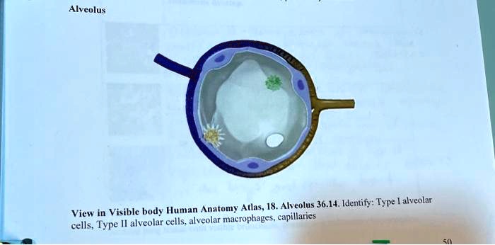 SOLVED: Alveolus View in Visible Body Human Anatomy Atlas, 18. Alveolus ...