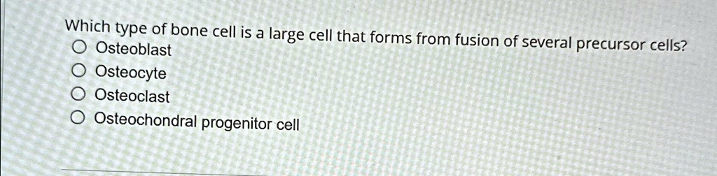 Which type of bone cell is a large cell that forms from fusion of ...