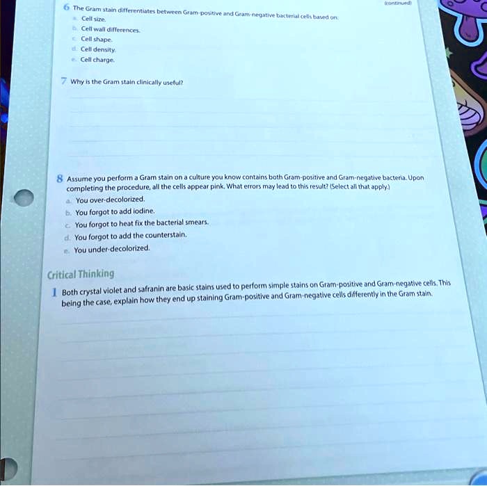SOLVED: The Gram stain differentiates between Gram-positive and Gram ...