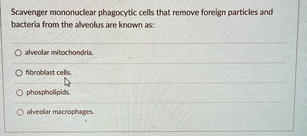 Scavenger mononuclear phagocytic cells that remove foreign particles ...