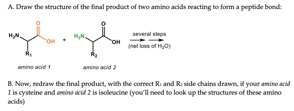 SOLVED: A. Draw the structure of the final product of two amino acids ...
