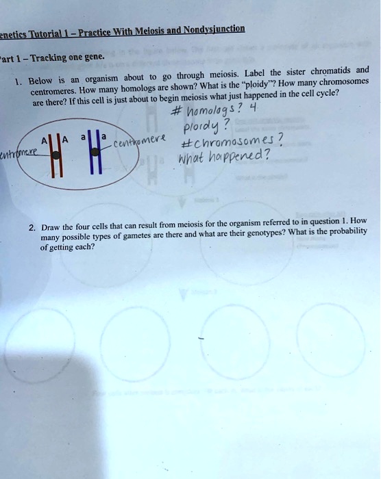 SOLVED:netics HutorieLL Eractice With Meiosis and Nondysjunction art ...