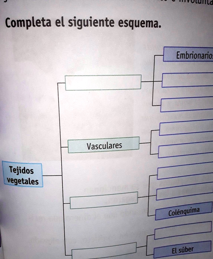 SOLVED: completa el siguiente esquema de tejidos vegetales uluiilg ... SOLVED: completa el siguiente esquema de tejidos vegetales uluiilg ...