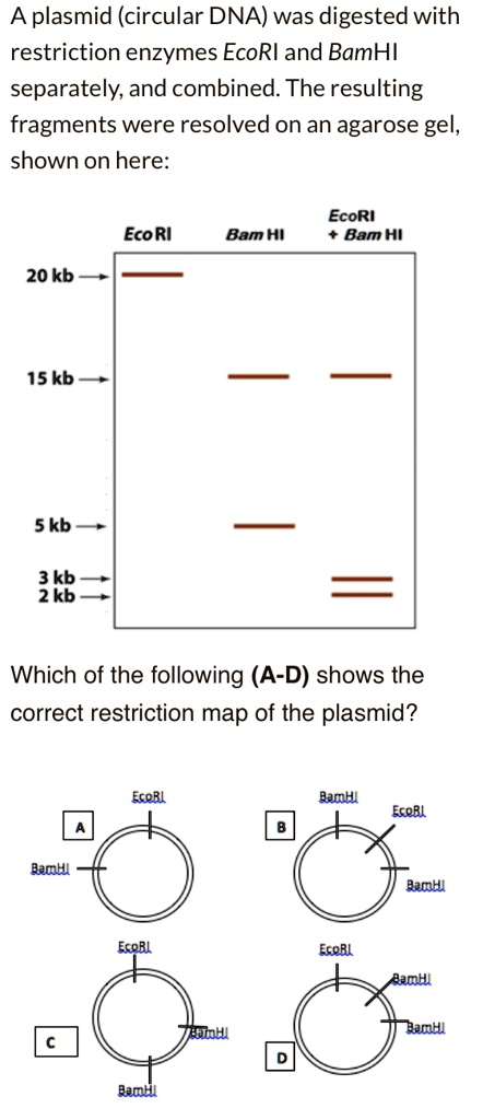 [GET ANSWER] A plasmid (circular DNA) was digested with restriction enzymes EcoRI and BamHI ...