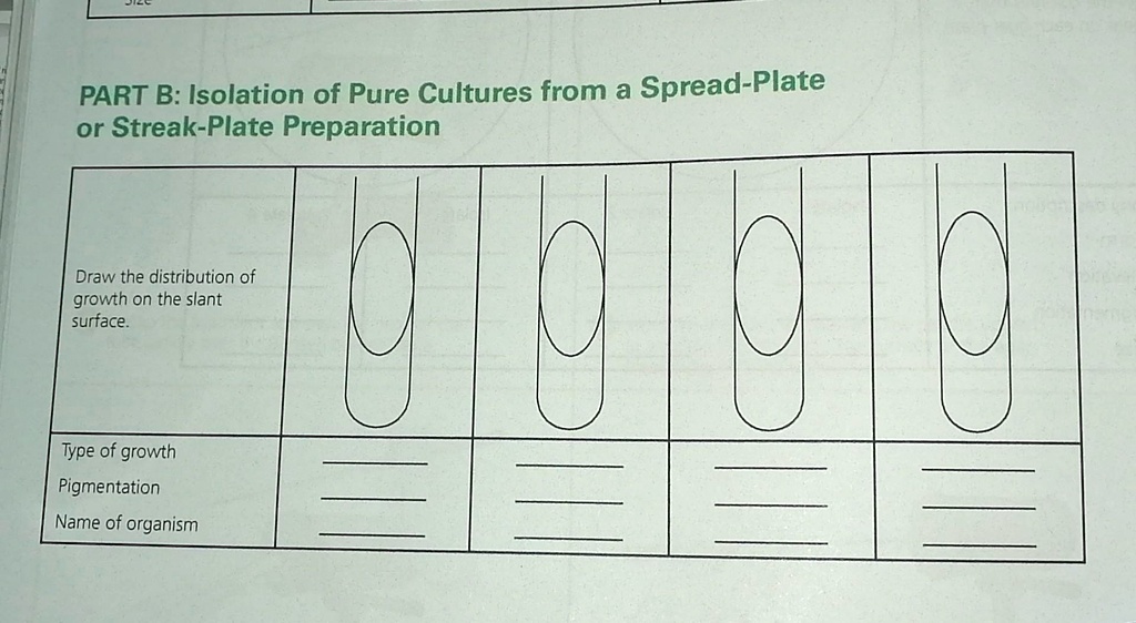 SOLVED: PART B: Isolation of Pure Cultures from a Spread-Plate or ...