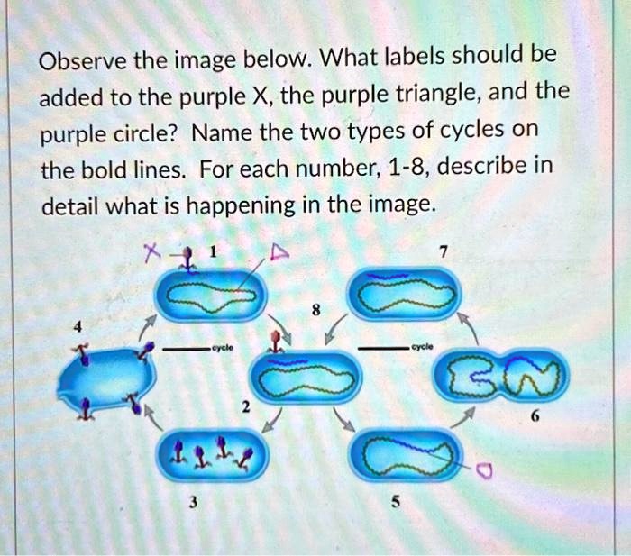 SOLVED: Observe the image below.What labels should be added to the ...