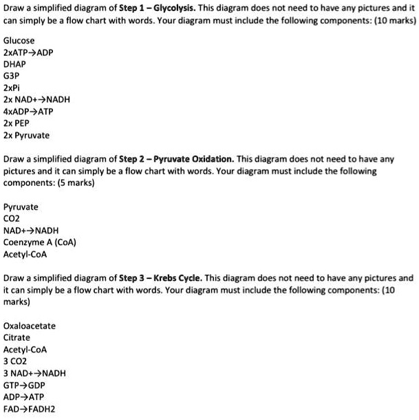 Cellular Respiration Worksheet Ap Biology