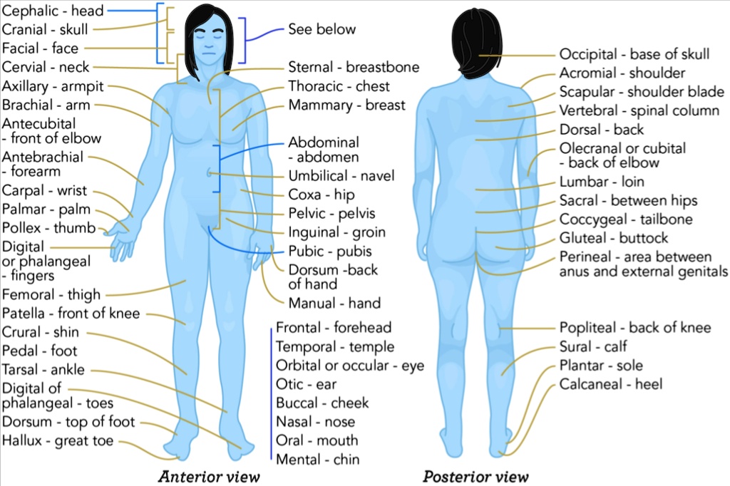 what are the differences between pelvis and coxal cephalic head cranial ...