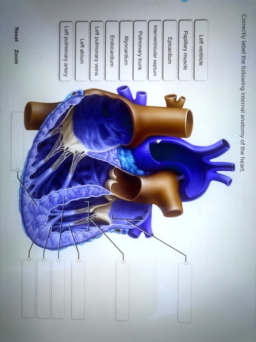 SOLVED: Reset Zoom Left pulmonary artery Left atrium Left pulmonary veins Endocardium Myocardium ...