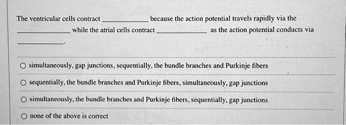 The ventricular cells contract because the action potential travels ...