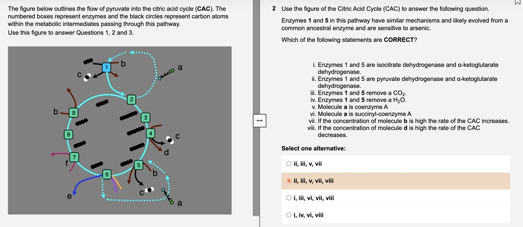 SOLVED: The figure below outlines the flow of pyruvate into the citric ...