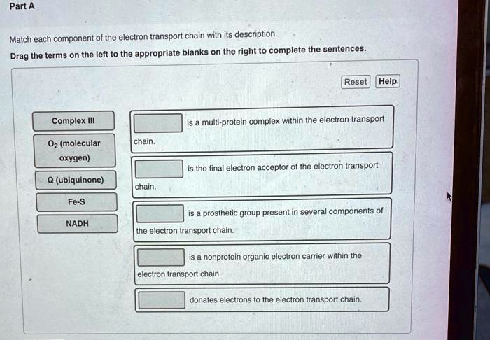 Part A Match each component of the electron transport chain with its ... Part A Match each component of the electron transport chain with its ...